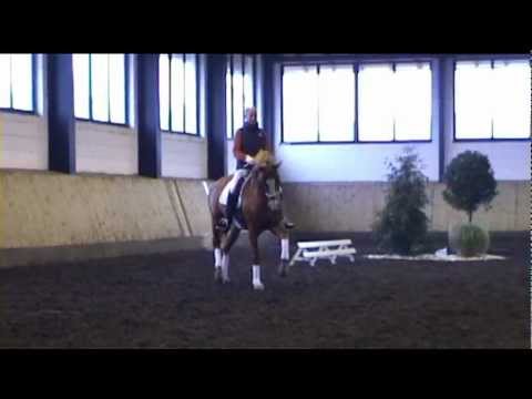 HANN. HENGST V. LONDONTIME- WELTMEYER, geb. 2008 - YouTube