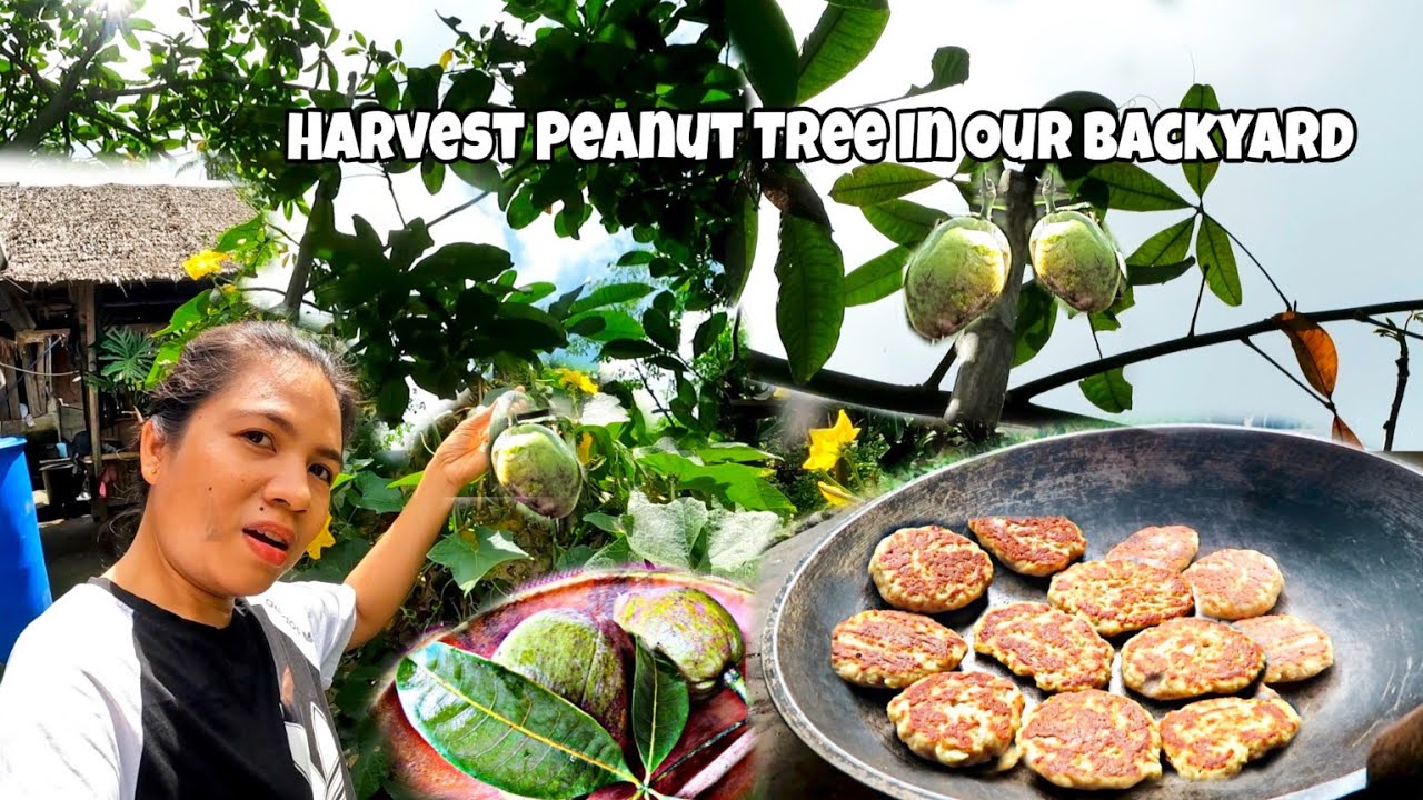 Harvesting & Cooking 4 Money Tree Fruit Desserts Sa Kawali - YouTube