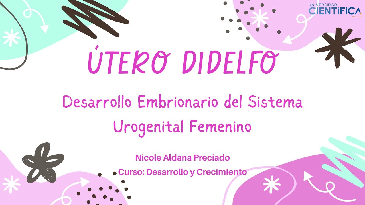 Útero Didelfo - Desarrollo Embrionario del Sistema Urogenital Femenino ...
