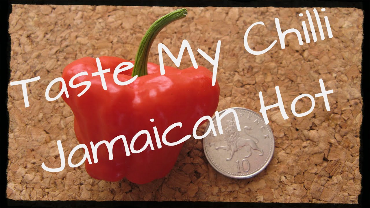 Taste My Chilli #19 - Jamaican Hot Red - YouTube