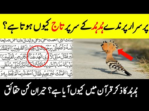 Why Do Hoopoe Have Crown? || Interesting Facts About Hoopoe Birds ( Hud Hud ) || INFO at ADIL