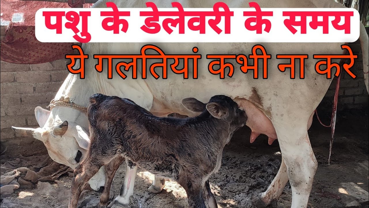 गाय/भैस की डेलिवरी ऐसे कराएँ l cow Buffalo delivery tips in hindi ...