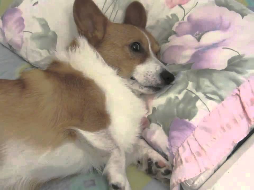 How To Make A Dog Shirt Out Of A T Shirt YouTube How To Make A Dog Shirt Out Of A T Shirt YouTube