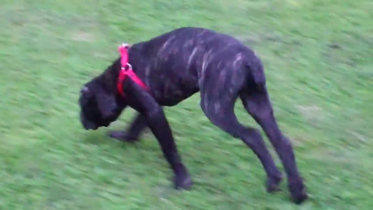 World s Baddest Dog Cane Corso YouTube world-s-baddest-dog-cane-corso-youtube
