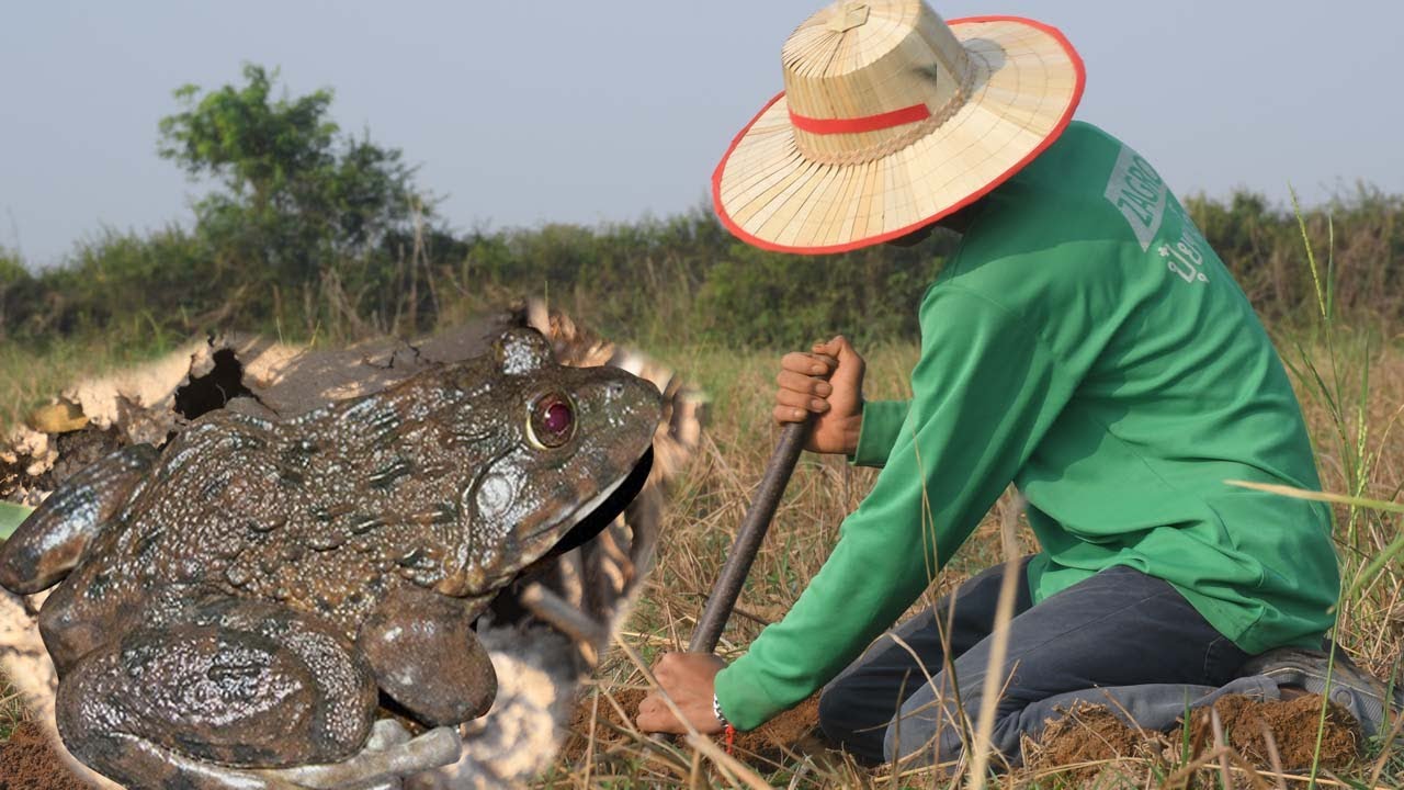 Frog Digging Holes#viral #frog #subscribe #videos - YouTube