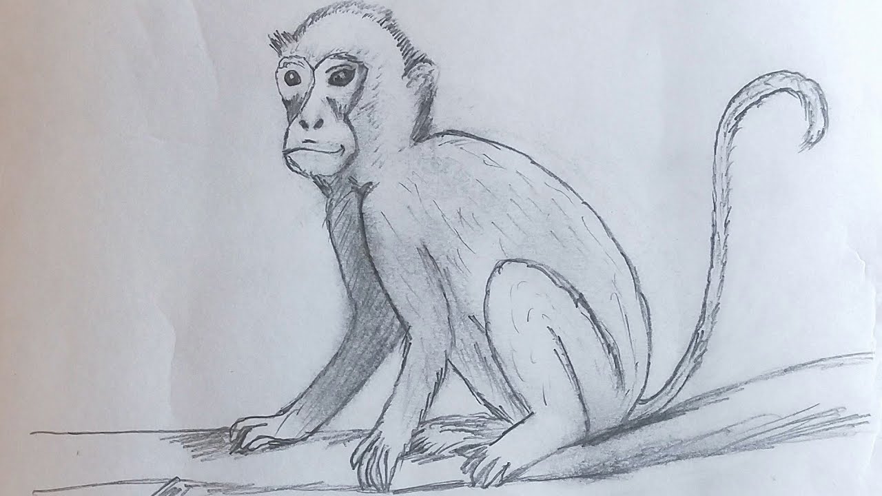 monkey pencil sketch drawing|| how to draw very easy monkey|| step by ...
