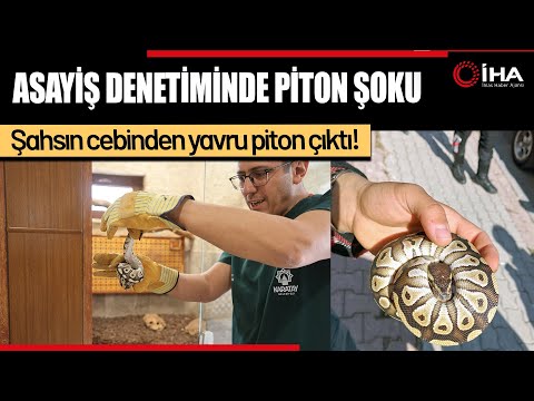 Asayiş Denetiminde Şahsın Cebinden Yavru Piton Çıktı!