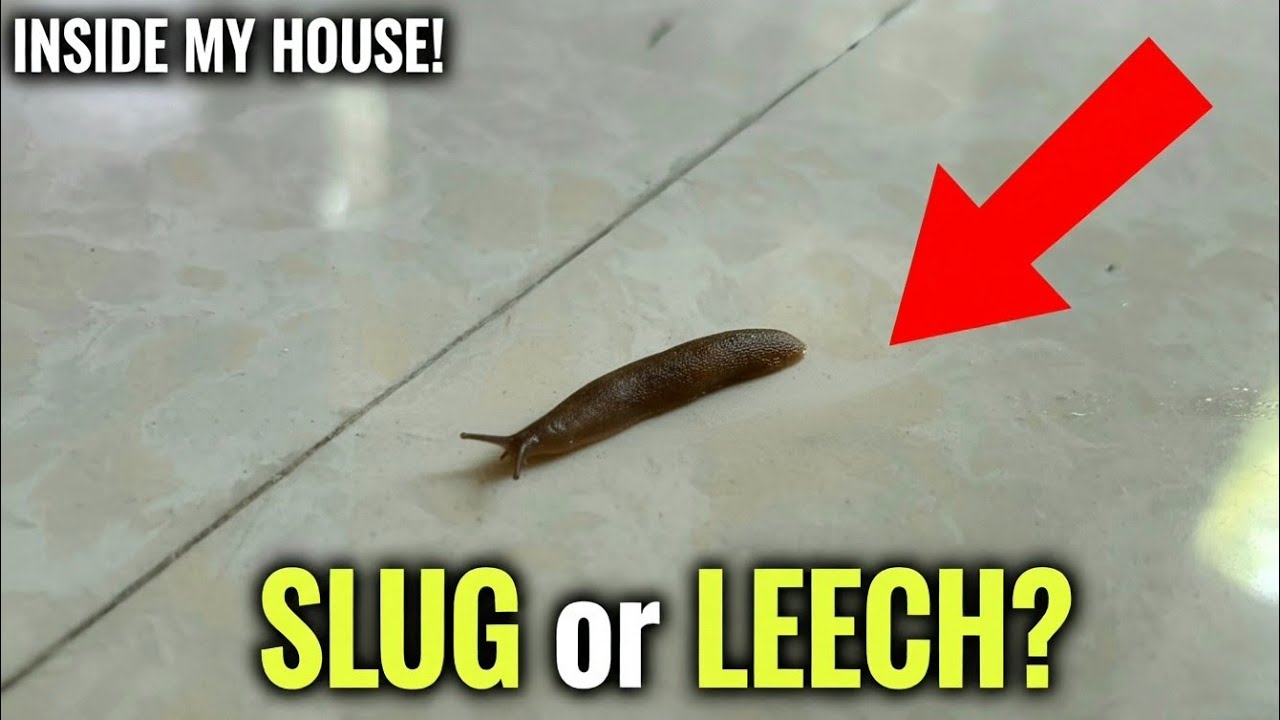 Brown Slug Inside House 🐌 Real Footage | Slug or Leech? | #asmr # ...