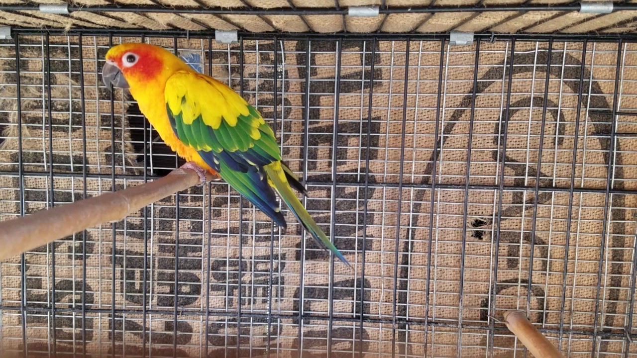 Sun conure angry female - YouTube