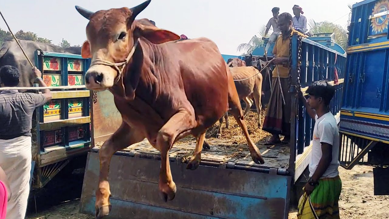 Cow unloading from truck at very popular village cattle market - YouTube