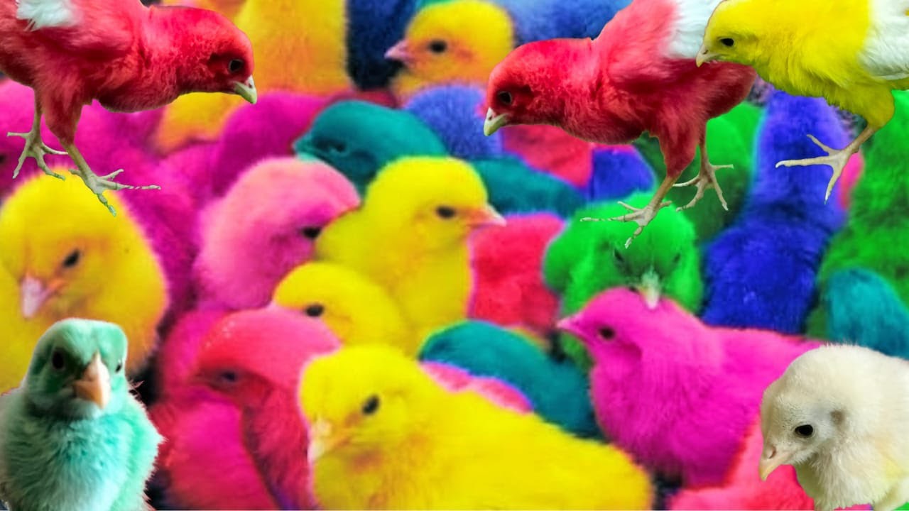 Little funny chicks video| Rainbow chicks video| colorful chicks| Baby ...