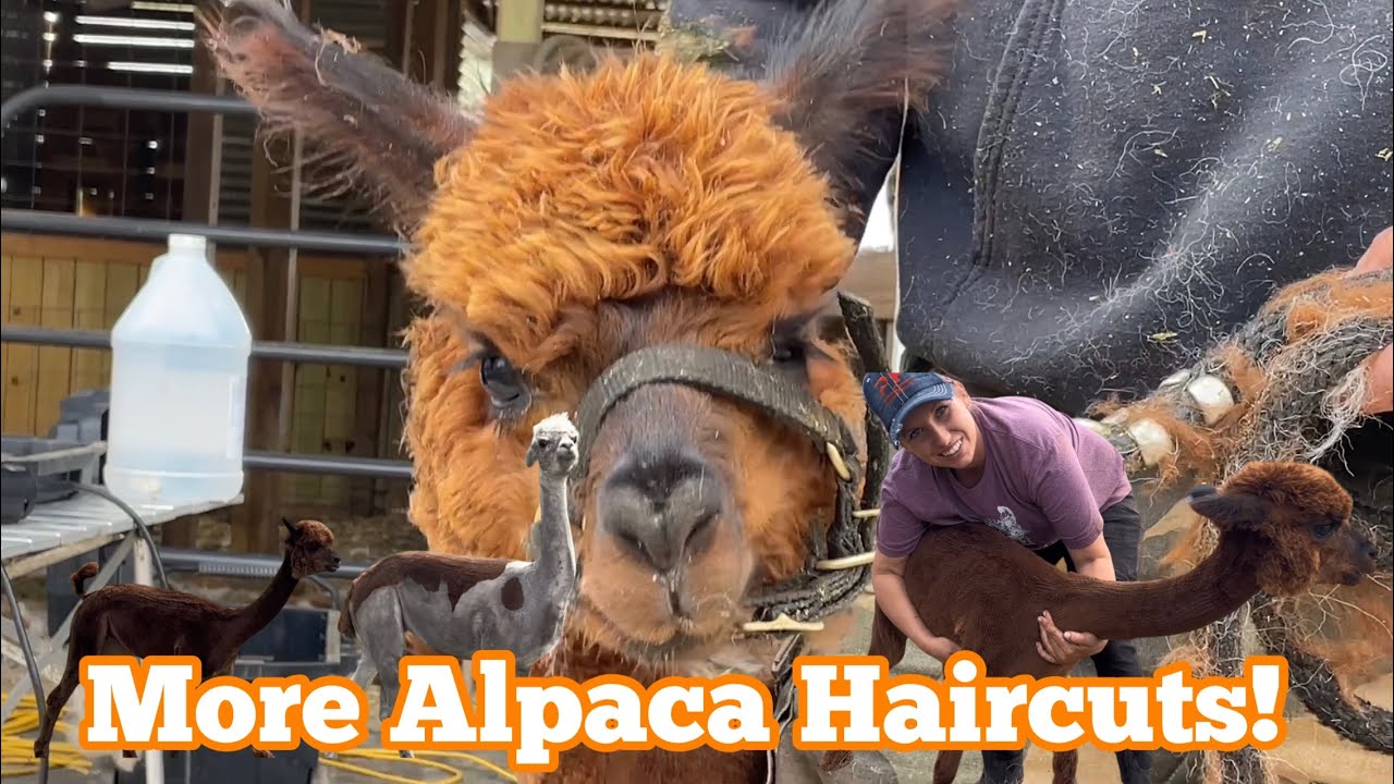 Baby Alpacas 🦙 First Haircut - YouTube