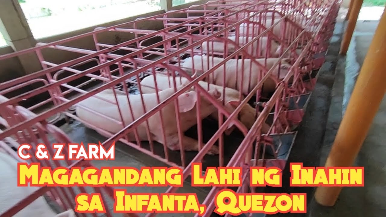 Magagandang Lahi ng Inahing Baboy | High Quality Breeder Stocks - YouTube
