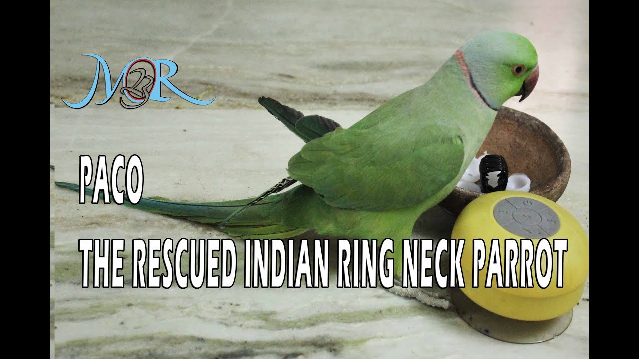 INDIAN RING NECK PARROT - PACO /Rescued Bird Lifestyle - Bluetooth ...
