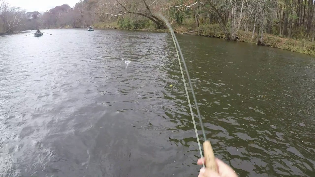 Trout hits the strike indicator - YouTube