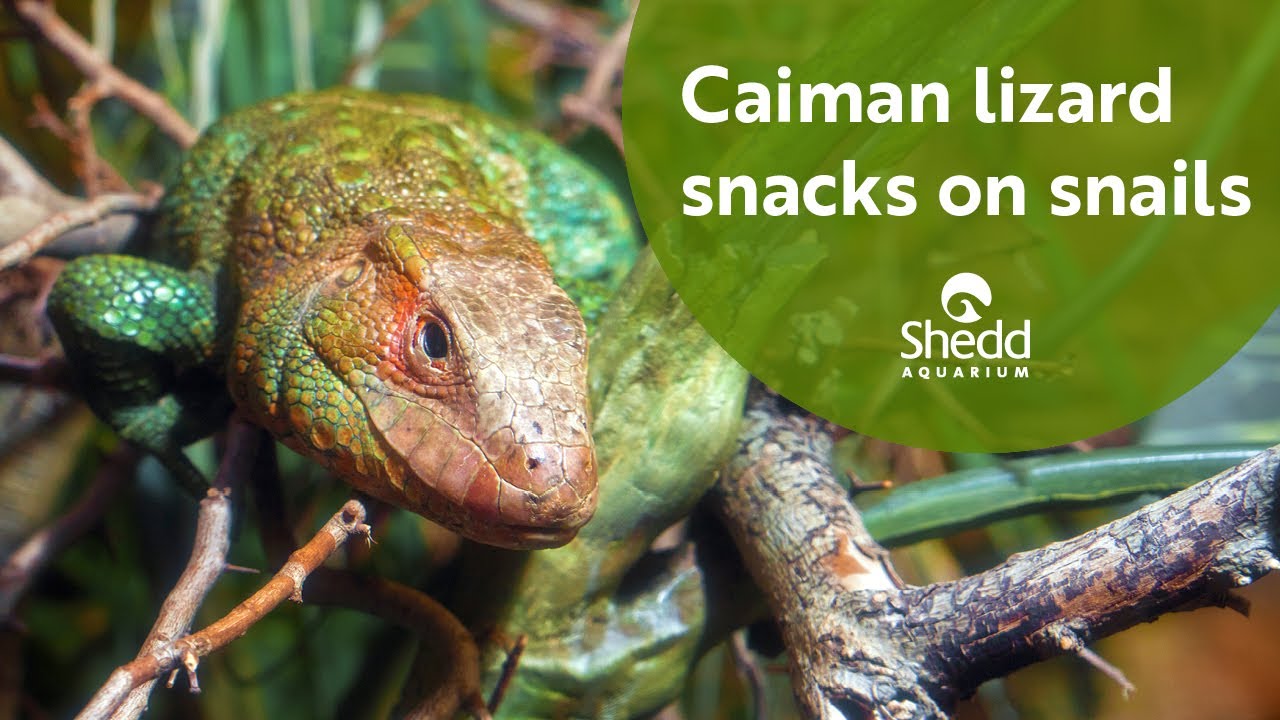 Caiman Lizard Snacks on Snails - YouTube