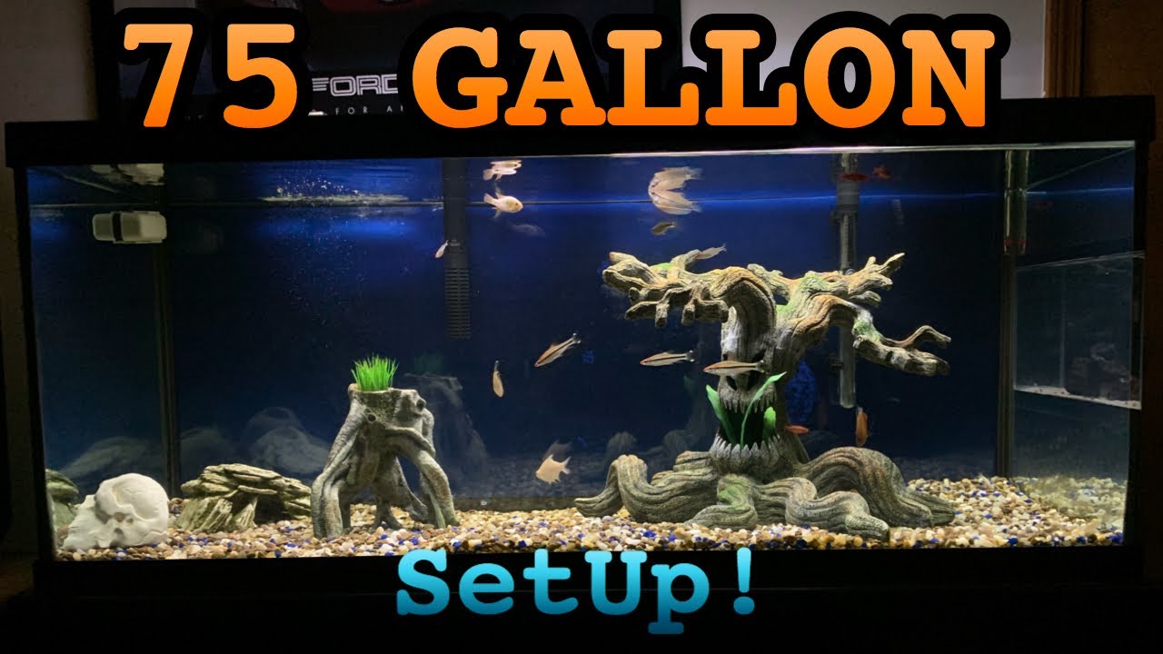 75 Gallon Fish Tank Setup! Community Fish Tank Setup - YouTube