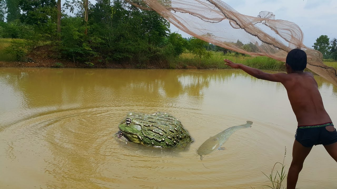Great!! The Best Net Fishing | Cast Net Fishing - YouTube