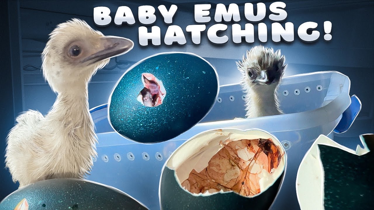 The CUTEST EBAY EMUS hatching! - YouTube