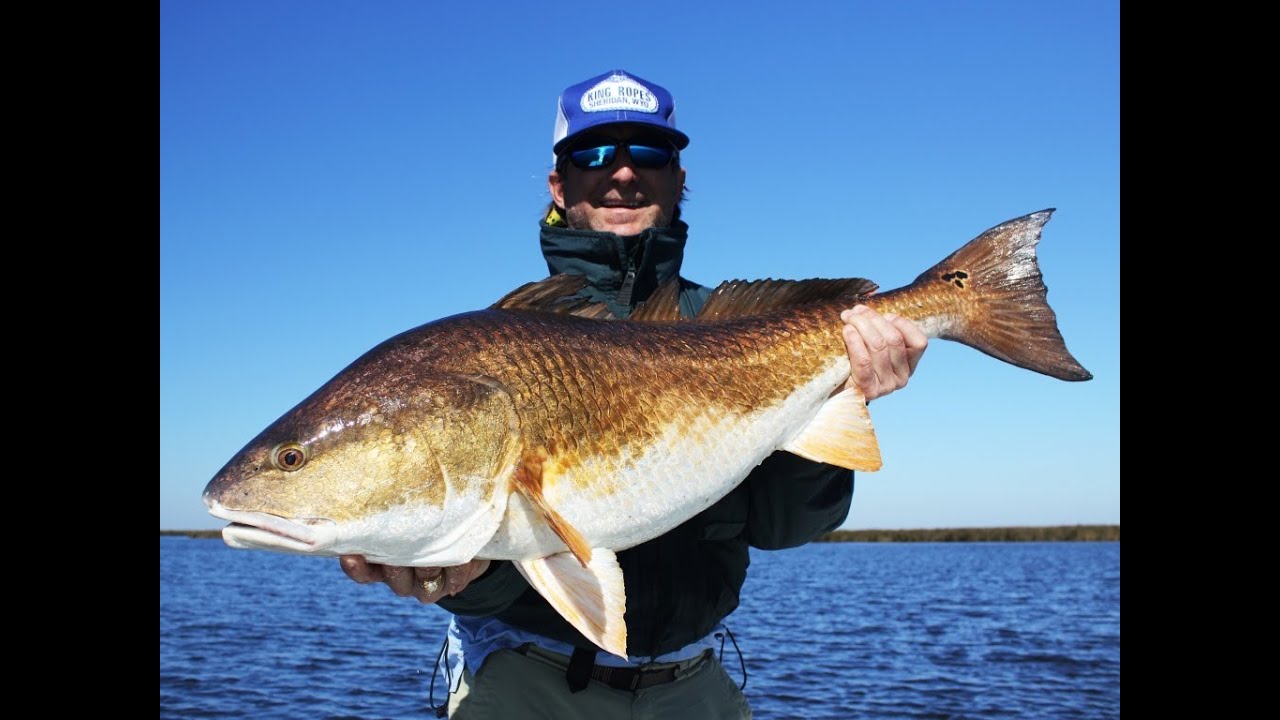 Huge Redfish Caught In Louisiana - YouTube