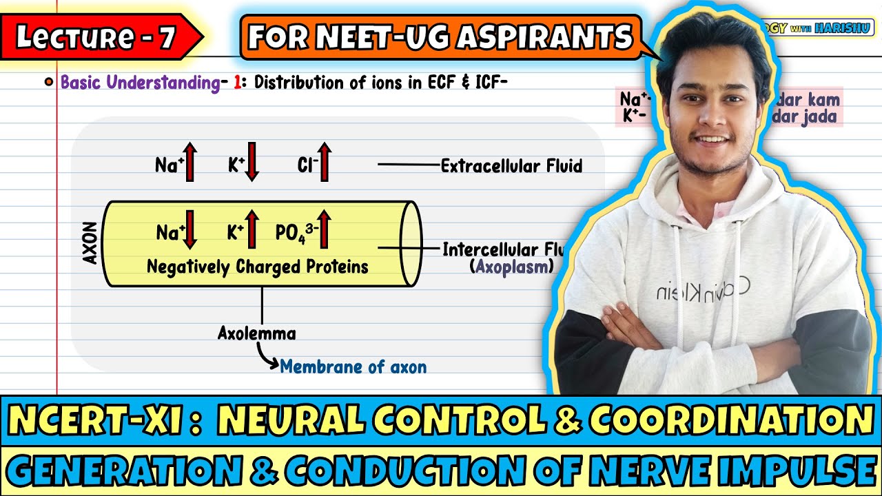 Lec 7- Generation and Conduction of Nerve Impulse | Neural Control ...