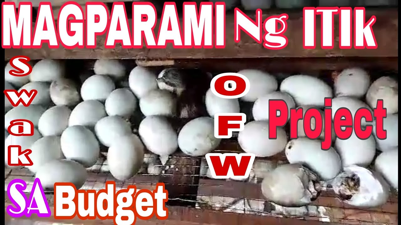 PAANO MAG PADAMI NG ITIK/ 1K ITIK EGGS #ofwproject #balut #itikpalayaw ...