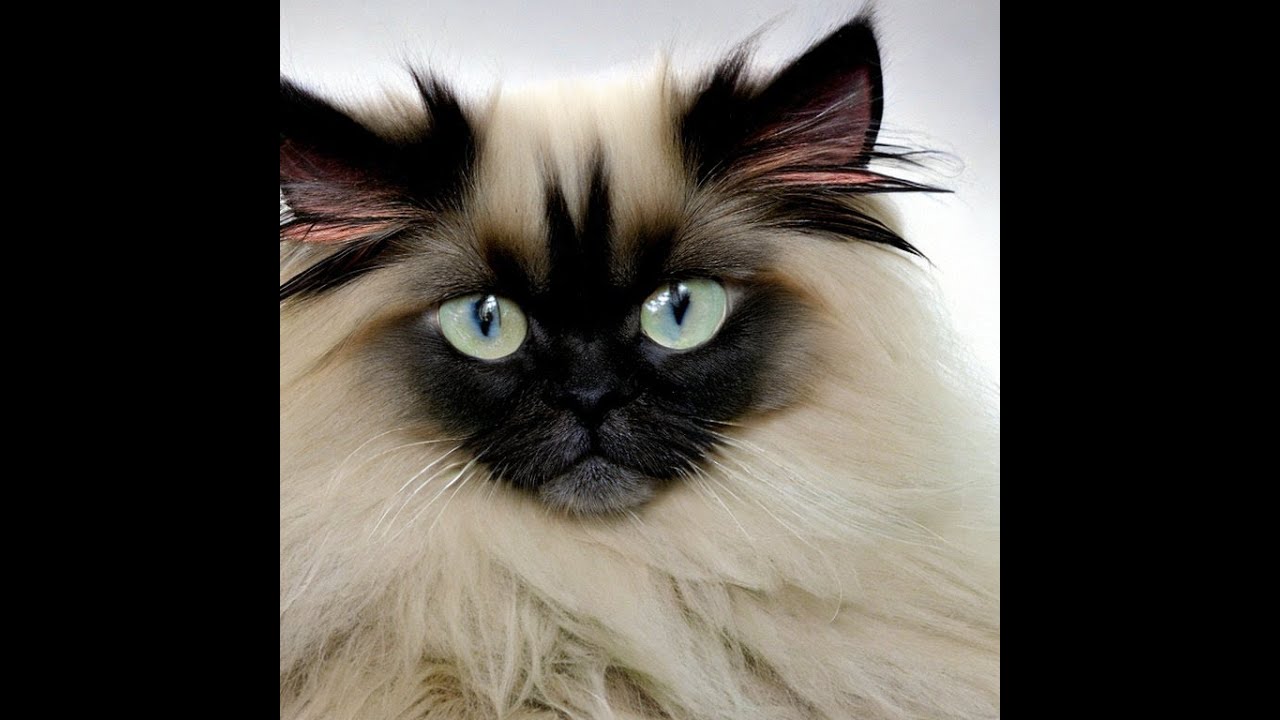 Hazel the Cat's Weird Blanket Licking Habit CAUGHT ON CAMERA! # ...