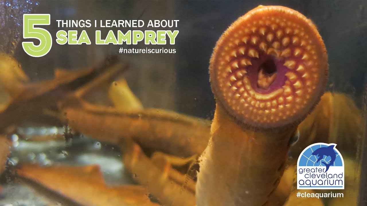 5 Things I Learned about the Sea Lamprey @CLEAquarium - YouTube