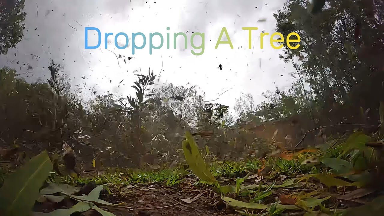Tree Falling - YouTube