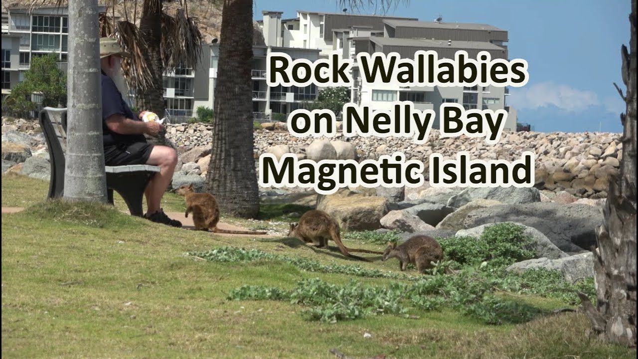 Rock Wallabies on Nelly Bay , Magnetic Island - YouTube