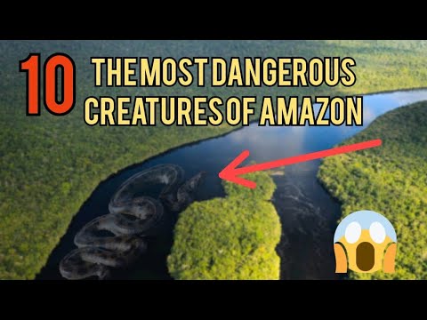10 of the most dangerous creatures of the Amazon forest that you did ...