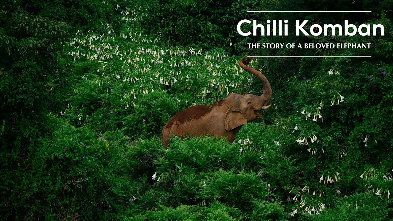 #WorldElephantDay: The Story of Chilli Komban, a Beloved Elephant - YouTube