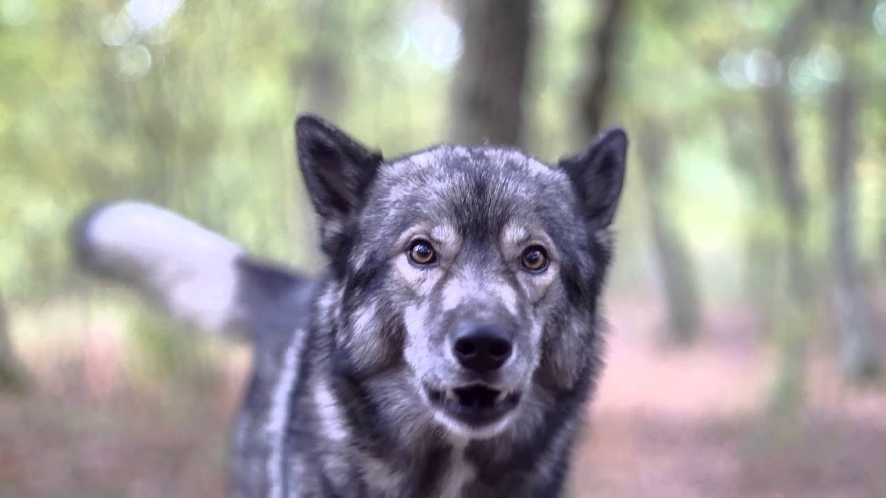 RRRrrrrrrRRr!!!! - YouTube