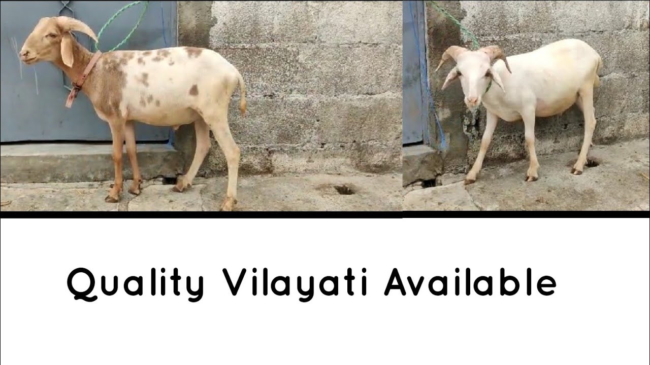 Quality Vilayati Sheep Available For Sale, Contact:- 9908800036 - YouTube