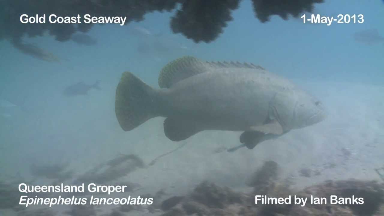 QLD Gropers on The Sand Pipe - Gold Coast Seaway - Wednesday 1st May ...