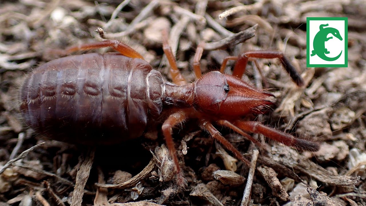 Araña camello o solífugo - YouTube