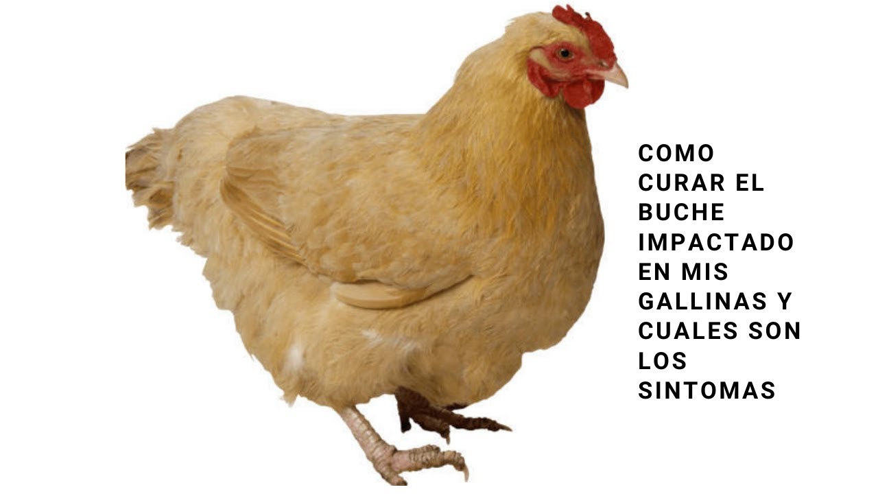 Como curar el buche impactado en mi gallina y cuales son los síntomas ...