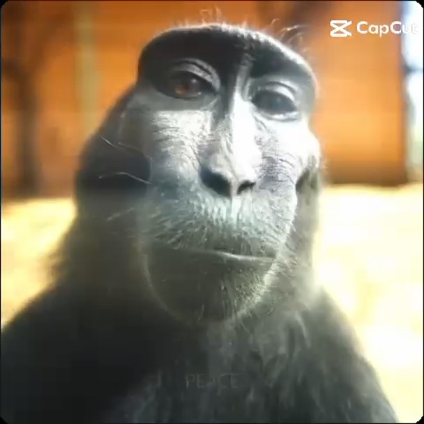 Monke - YouTube