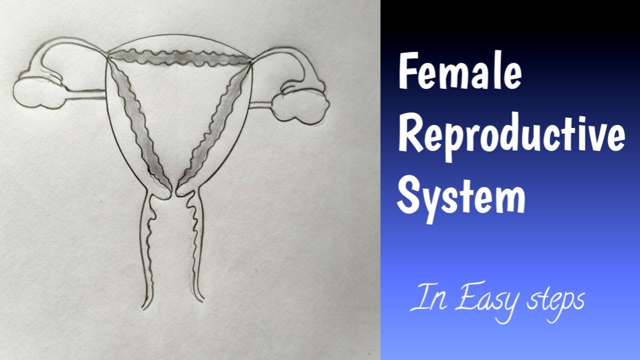How to Draw Female Reproductive System | Female Reproductive System ...