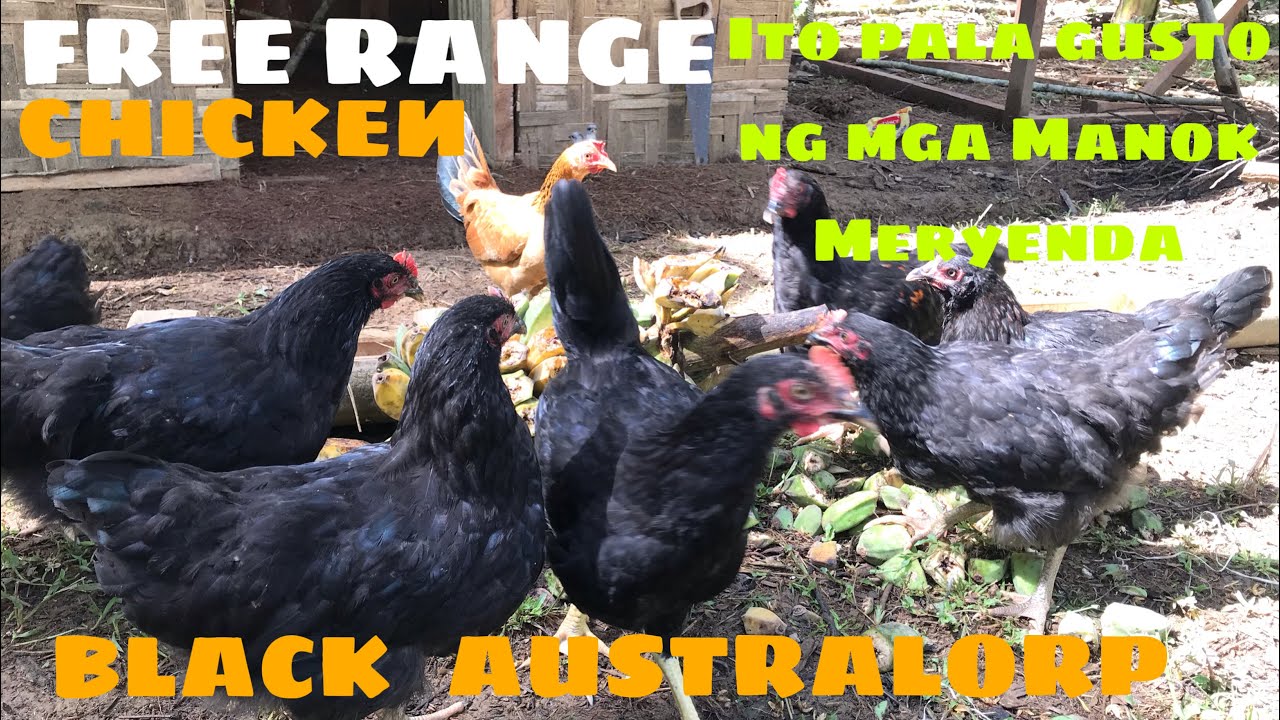 FREE RANGE CHICKEN | BACKYARD CHICKEN FARM - YouTube