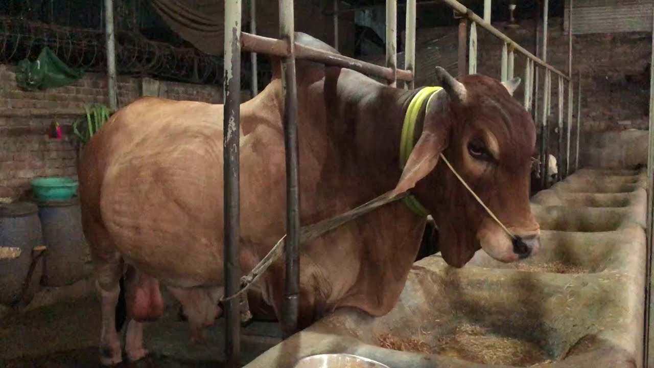 1000KG Deshal | Sarfaraz Icon of Samarai Cattle Farm | Exclusive Goru ...
