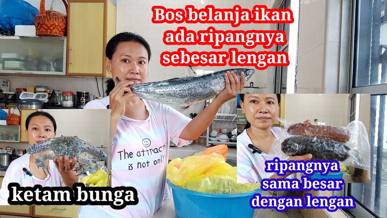 ripangnya sebesar lengan!? bos belanja ikan ada ripang sebesar lengan ...