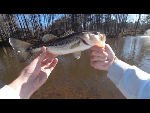Winter bass fishing with a rooster tail spinner surprisingly aggressive ...