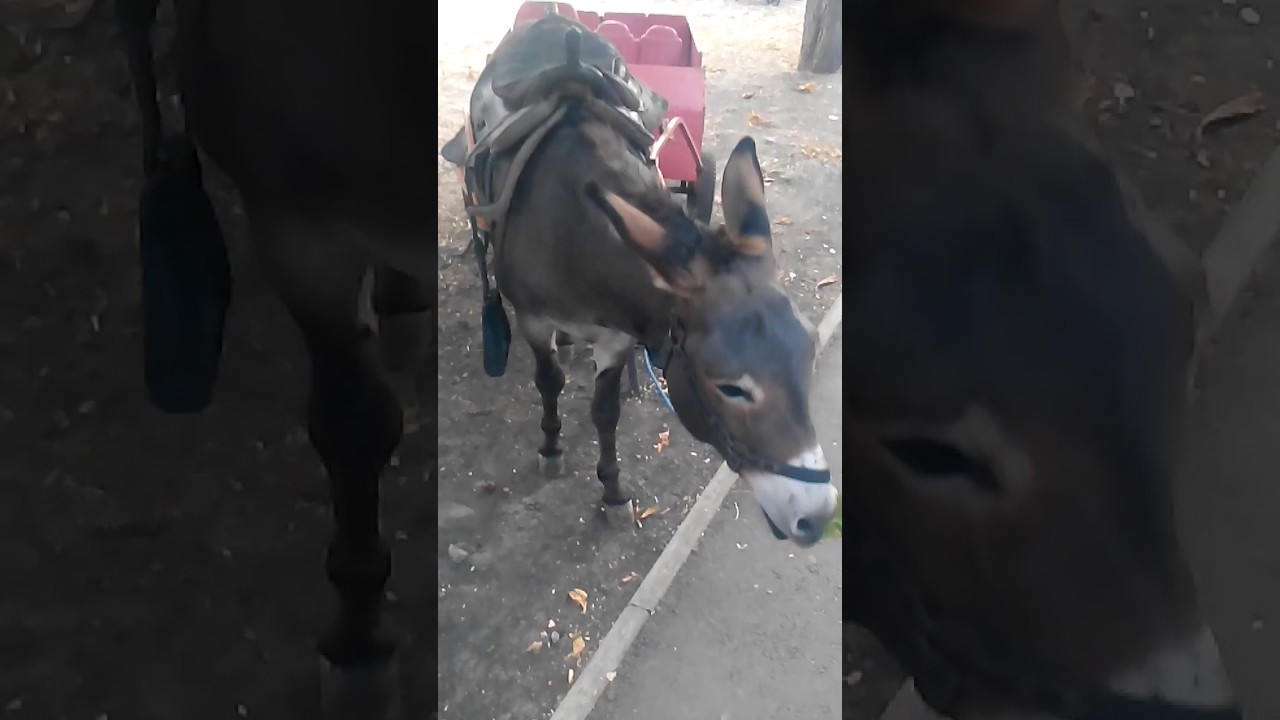 ОСЕЛ ПРОСТО В ШОКЕ))/DONKEY JUST IN SHOCK)) - YouTube