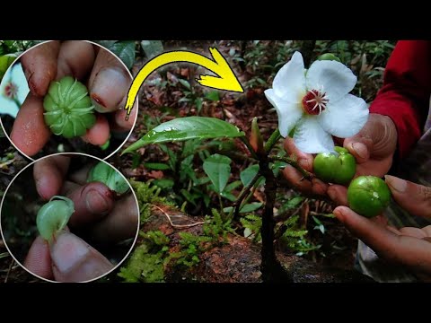 Endemic Tree in the Philippines Yielding an EDIBLE Fruit - Little ...