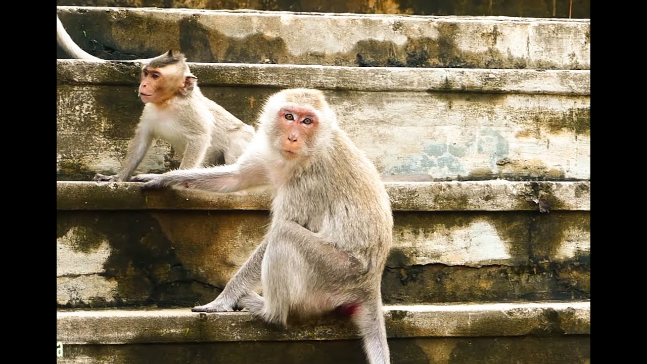 Baby monkey MOMO crying - YouTube