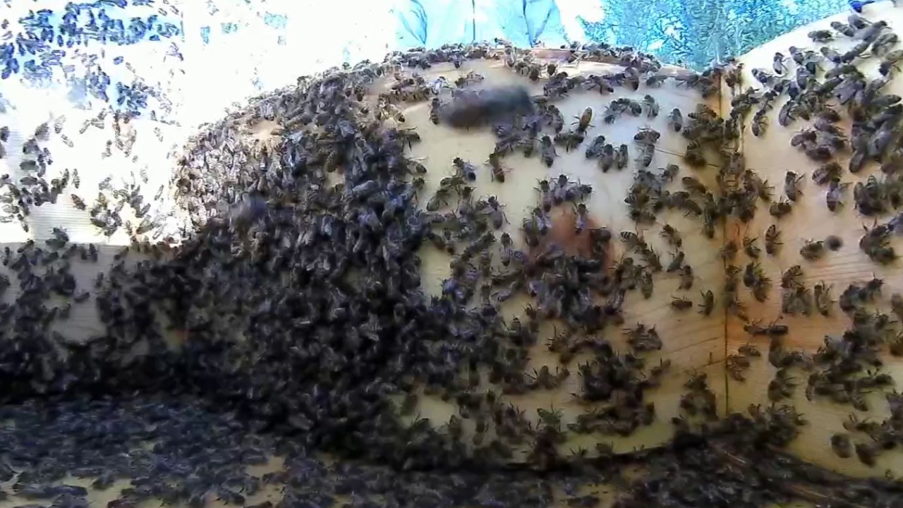 A bee's point of view, amazing 360 video inside a beehive - YouTube