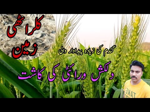 Wheat approved variety Dilkash 21 cultivation in salts affected soils |Abid Ali Agrarian