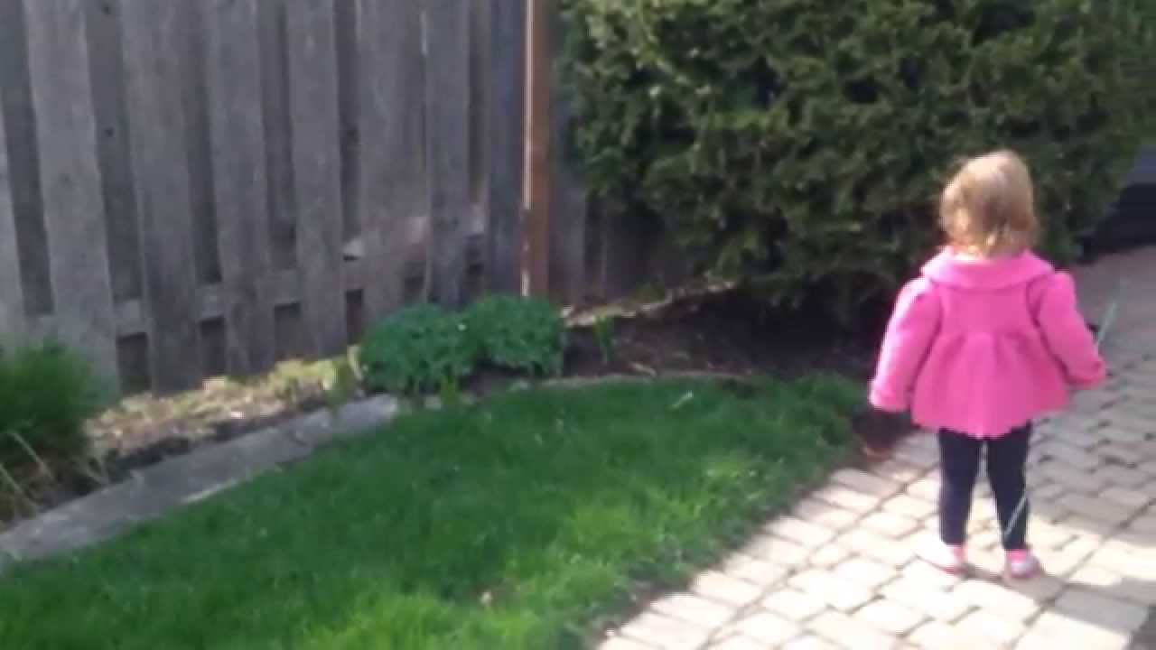 chasing a rabbit - YouTube