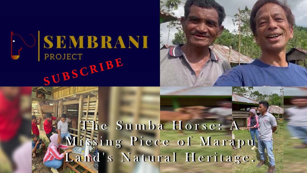 Sumba Horse: A Missing Piece of Marapu Land's Natural Heritage II ...